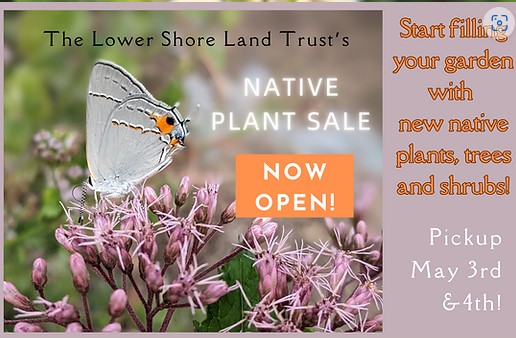 Annual Native Plant Sale