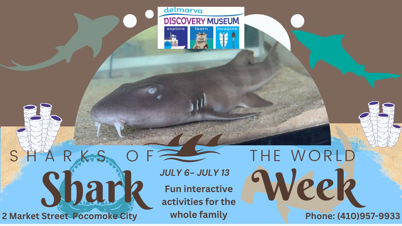 Sharks Around the World