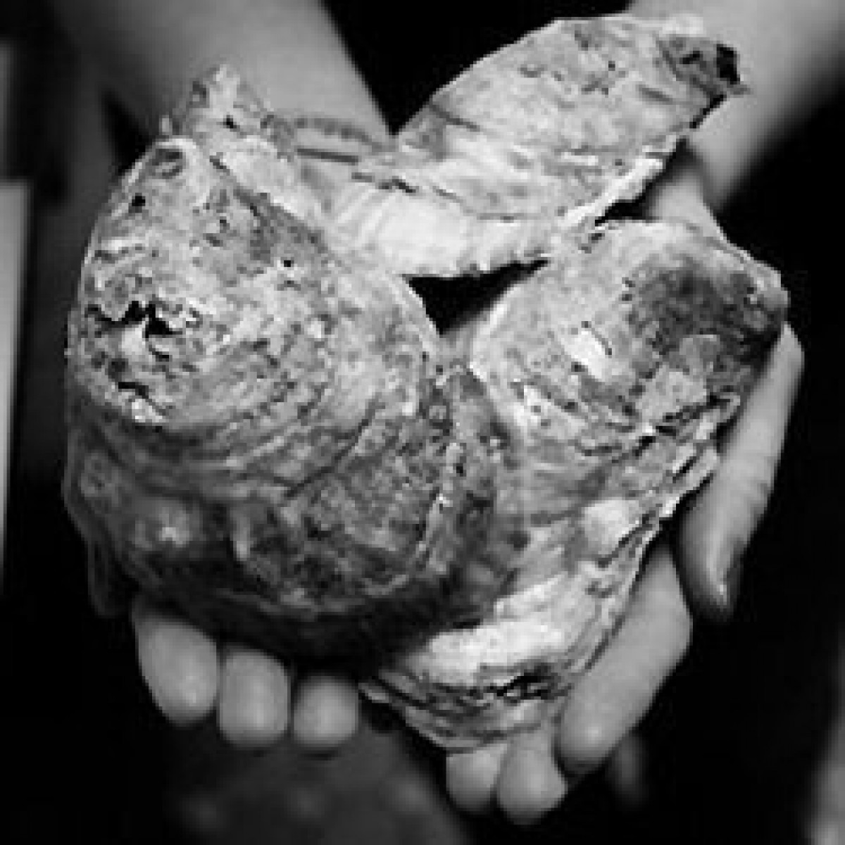 The Choptank Oyster Company