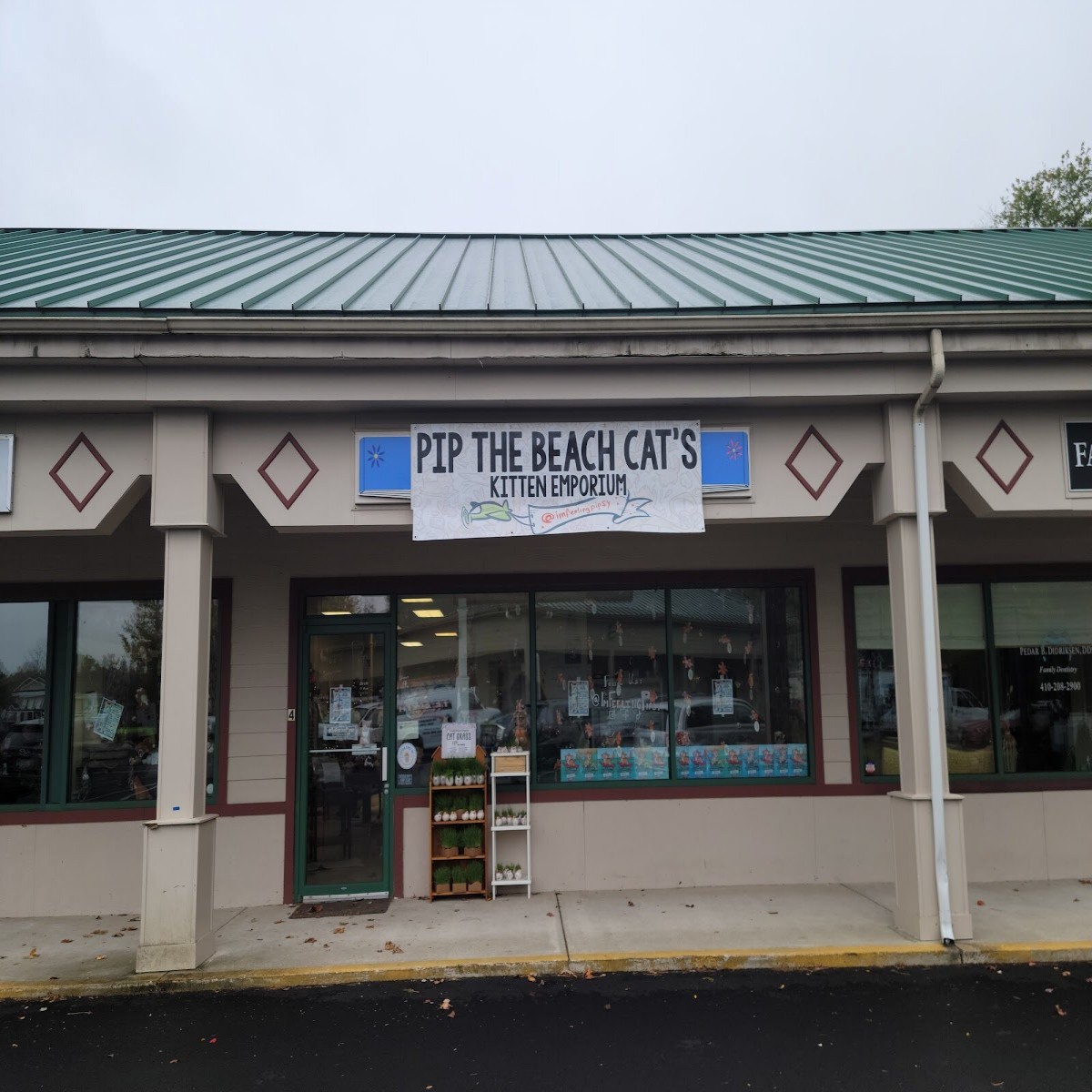 Pip the Beach Cat’s Kitten Emporium | Worcester County